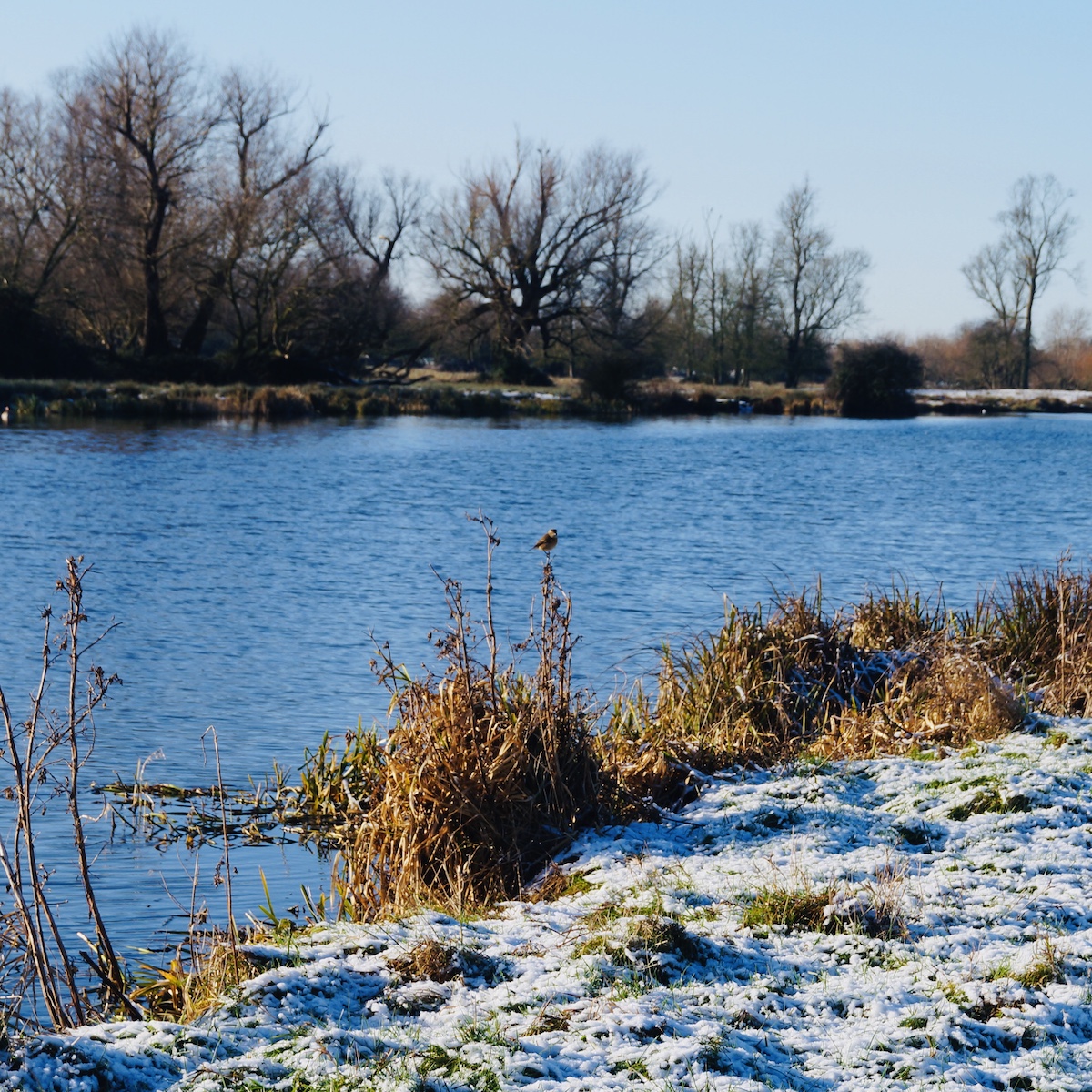 First Winter Walk Along the River Ouse – Staring Out Windows